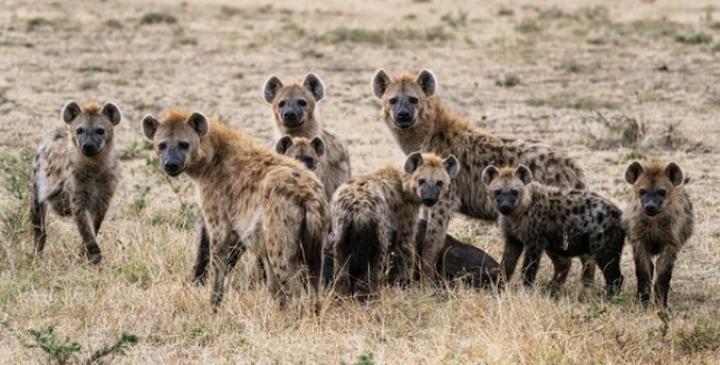 Hyenas and crocodiles sow havoc in Moamba, Maputo province - Mozambique