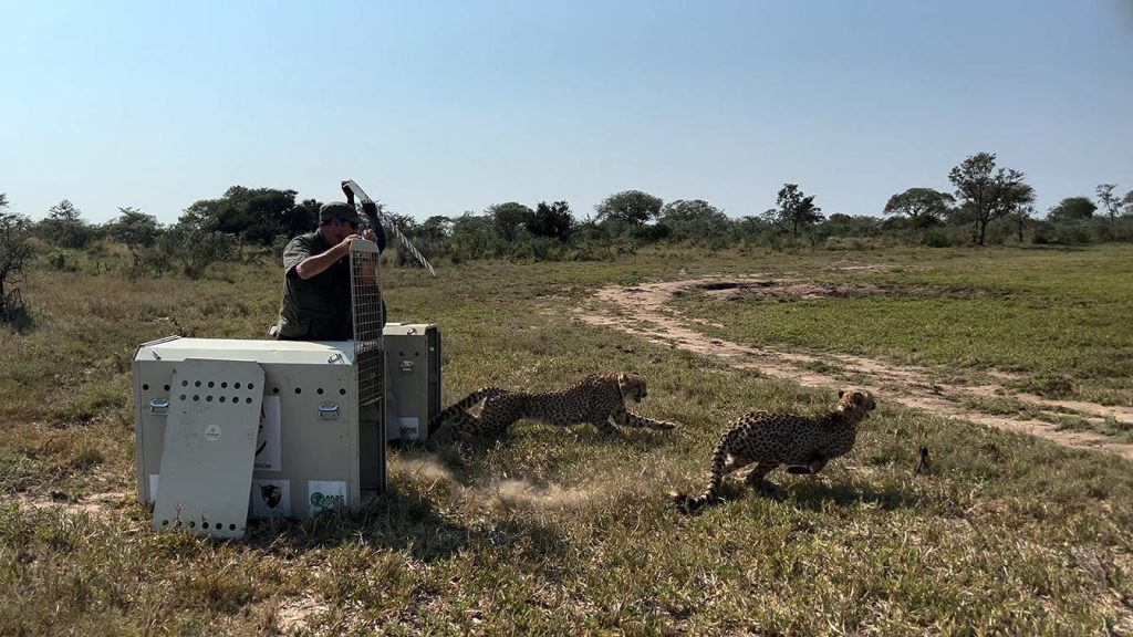 Cheetahs introduced to Karingani Game Reserve will boost Mozambique’s ...