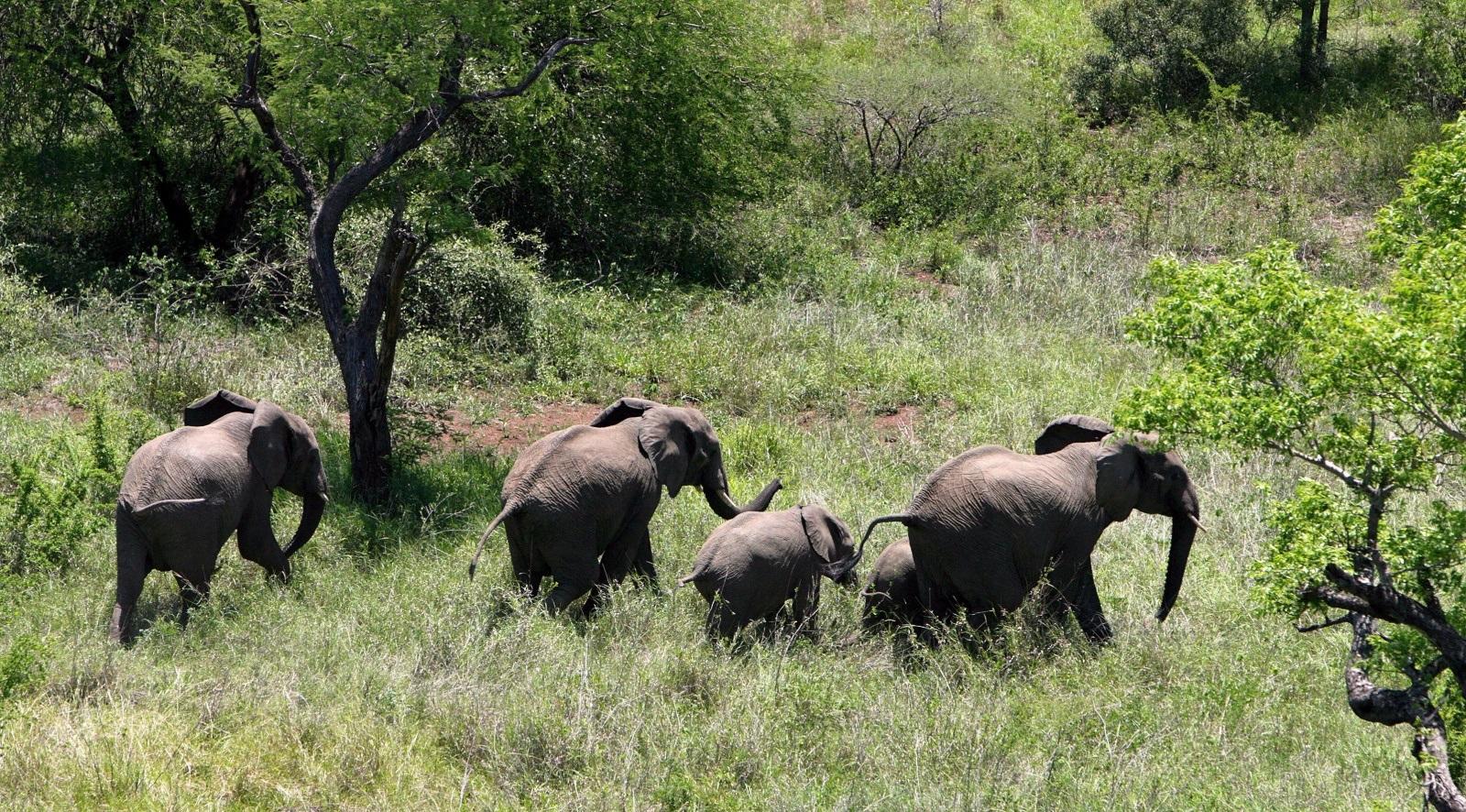 Herd of 50 elephants on the rampage in Manica province - Mozambique