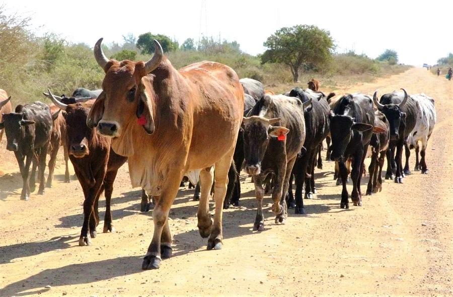 Unknown disease kills cattle in Moamba, Maputo province - Mozambique