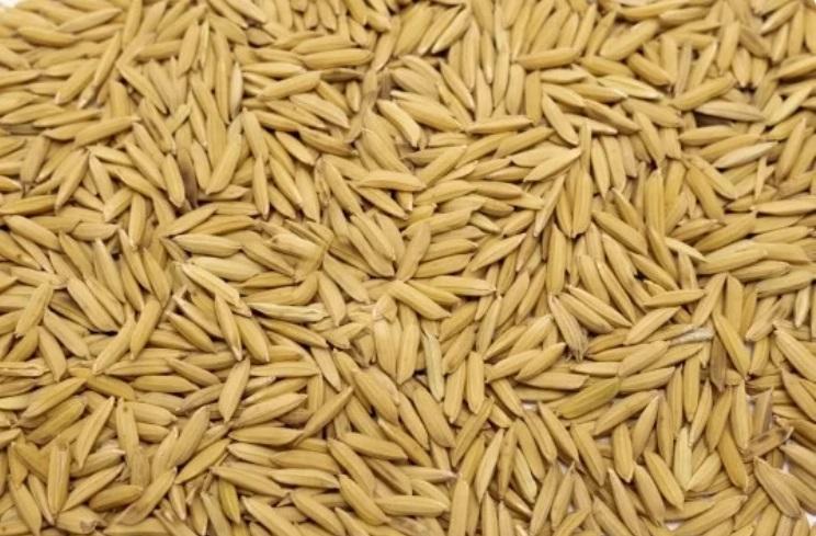 Start of the processing of more than 1,000 tons of rice from last 2 ...