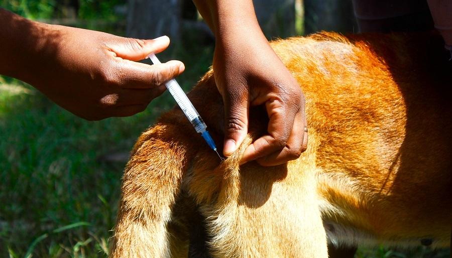 Rabies killed 18 people in the first half of 2022 - Mozambique