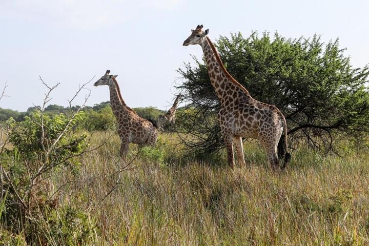 ANAC recruiting 351 new rangers for eight national parks - Mozambique