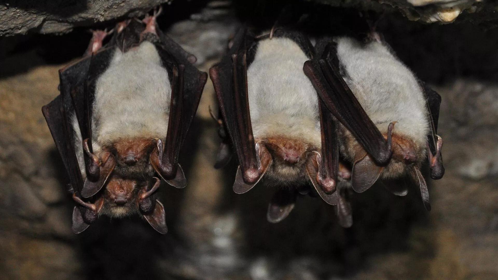 Sanguivorous Lifestyle: Why is Vampire Bats' Bloody Diet So Good For ...