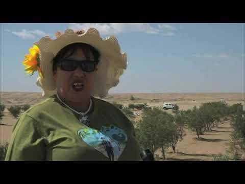 Local farmer plants 500 olive trees on the outskirts of Walvis Bay ...
