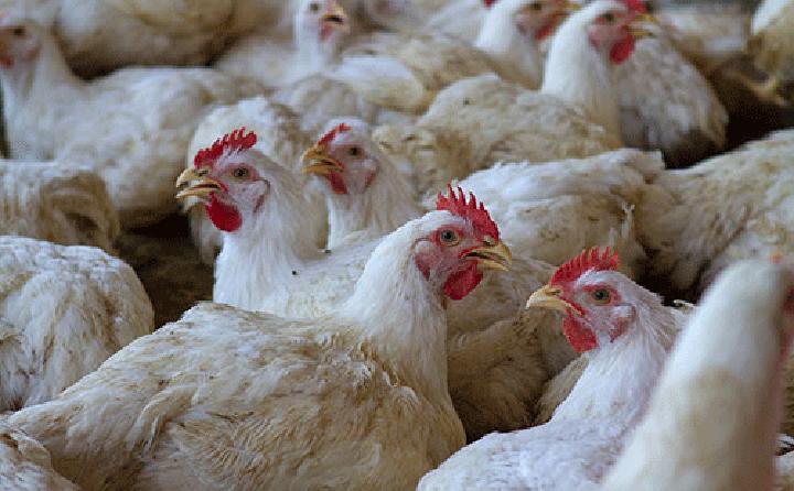 Understanding health remedies used in poultry production - Namibia