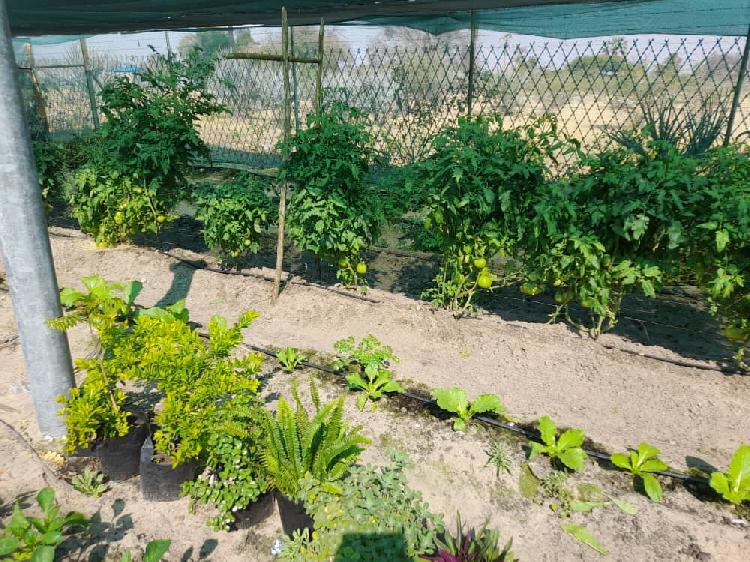 Helao Nafidi sets up community garden - Namibia