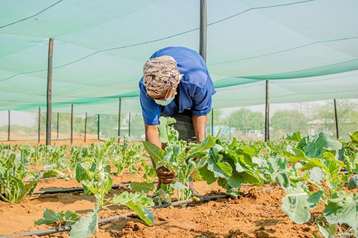 Schlettwein sets out agri revitalising stall - Namibia