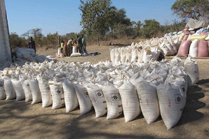 maize-smuggling-in-zambezi-declines-namibia