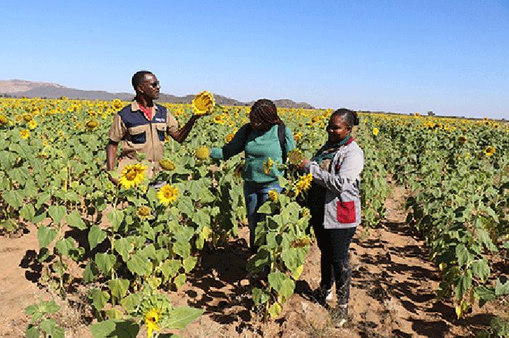 Uphill battle for resettled farmers - Namibia