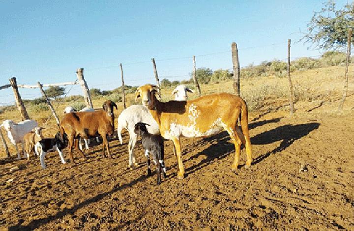Farmers inducted on livestock breed selection - Namibia