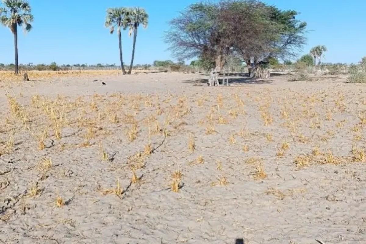 Food insecurity looms as poor rainfall devastates crops and livestock ...