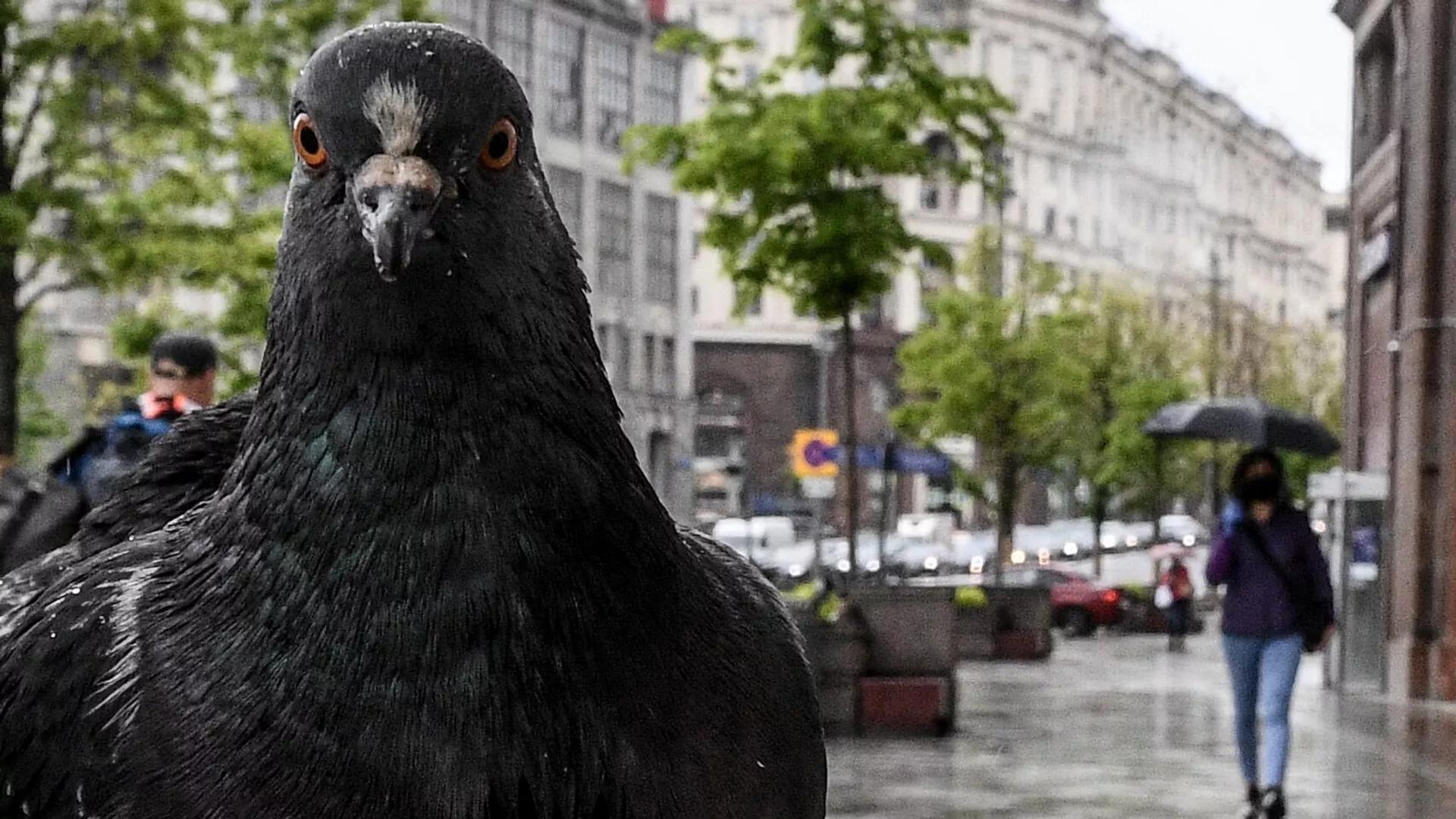 Scientists Discover What Pigeons and AI Have in Common - Namibia