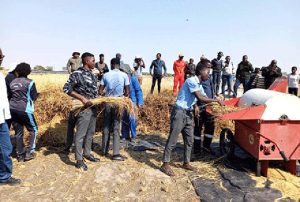 Unam Ogongo campus rice harvest increases - Namibia