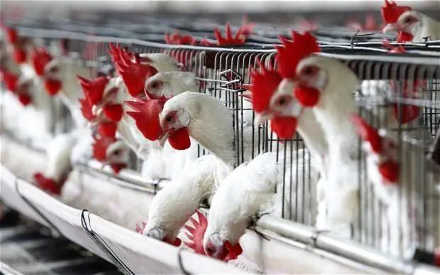 Agriculture Ministry launches 65%-subsidised poultry schemes - Namibia