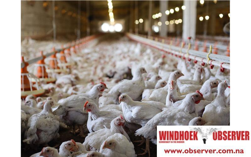 Namibia resumes poultry imports from RSA but suspends imports from ...