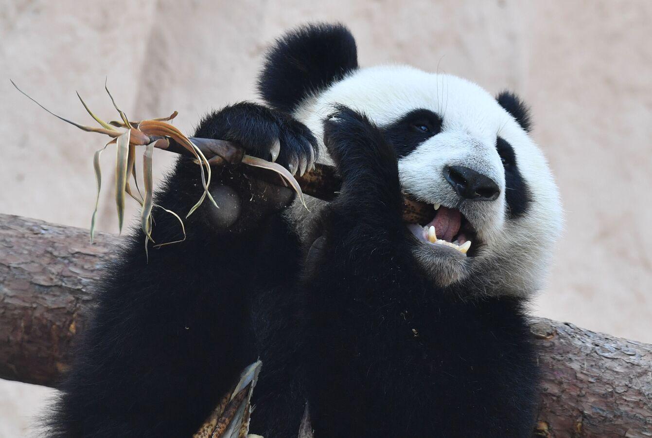 First College for Study of Giant Pandas Opens in China - Reports - Namibia