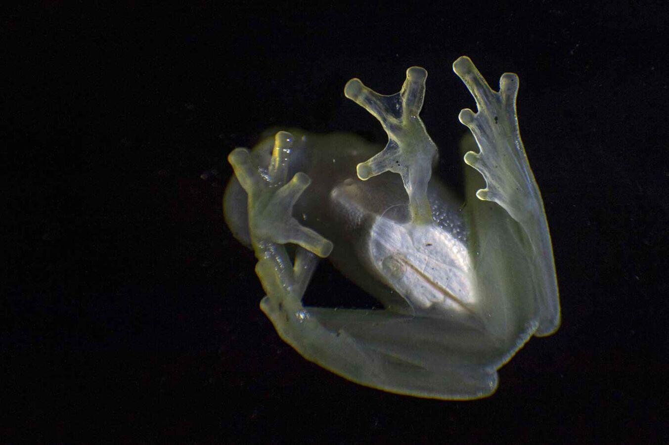 Becoming Invisible: Glass Frogs Unveil Their Mystery to Scientists ...