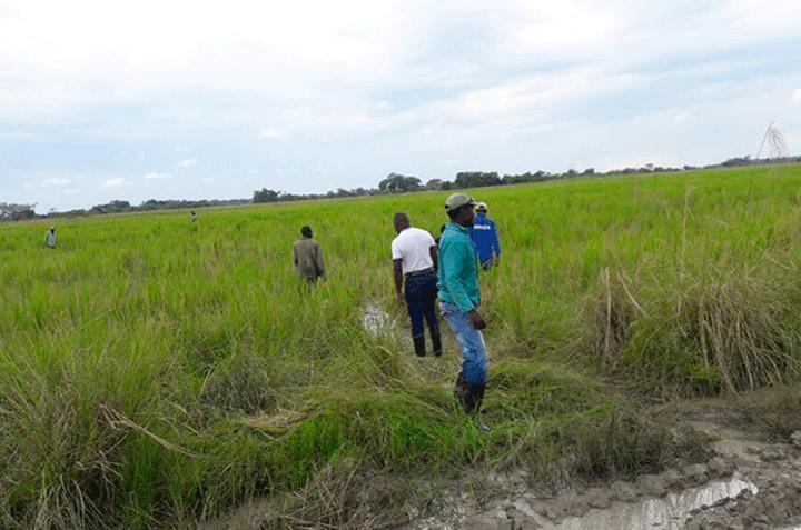 Kalimbeza project harvests 70 tonnes of rice - Namibia