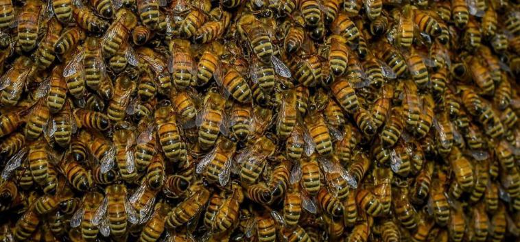Bees Attack in Epalela Leaving 20 Hospitalized - Namibia
