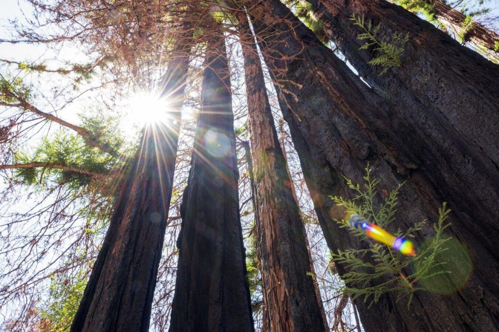 Redwood Trees Sprout Ancient Buds After Wildfires - Namibia