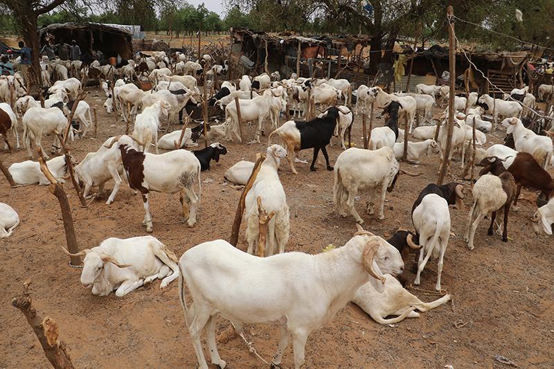 Préparatifs de la fête de Tabaski 2024 : Les clients se font attendre ...