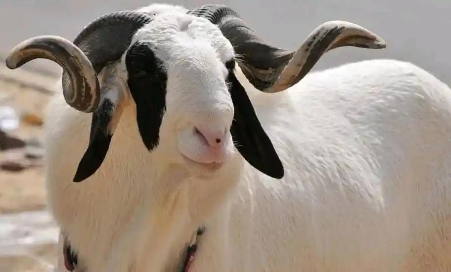 Tabaski Célébrée le 6 Juin 2025 au Niger - niger