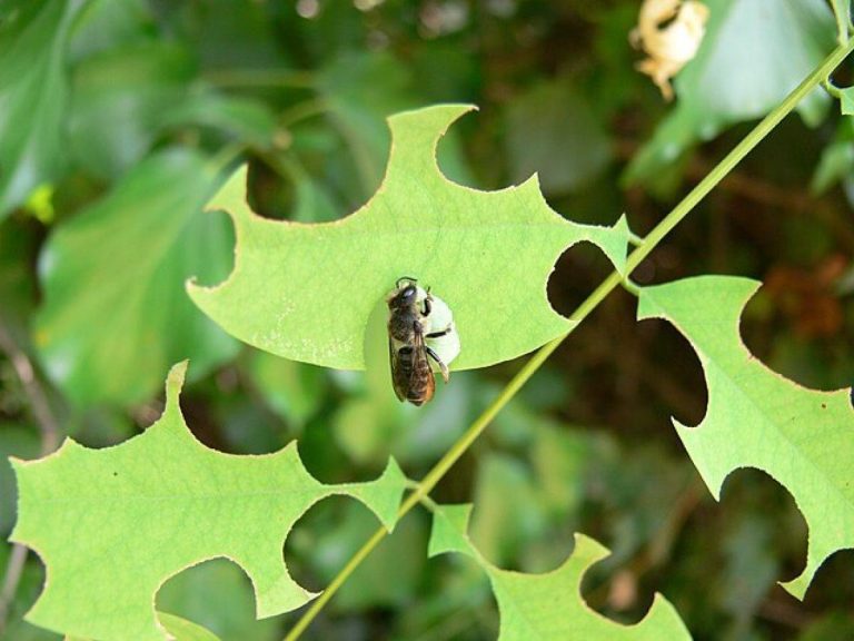 La Faim, Un Signal de Métamorphose Chez Abeilles - niger