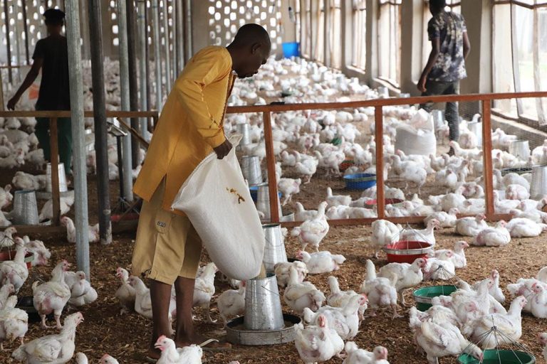 Nigerian Poultry Sector Export Potential and Challenges - Nigeria