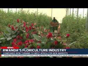 Bella Flowers: 85% of its production is exported to Europe - Rwanda