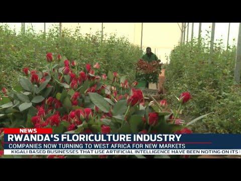 Bella Flowers: 85% of its production is exported to Europe - Rwanda