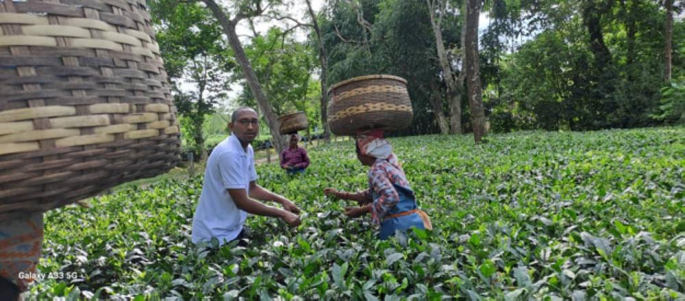 PRESS RELEASE: Brewing unity beyond borders: Luxmi Tea, India and ...