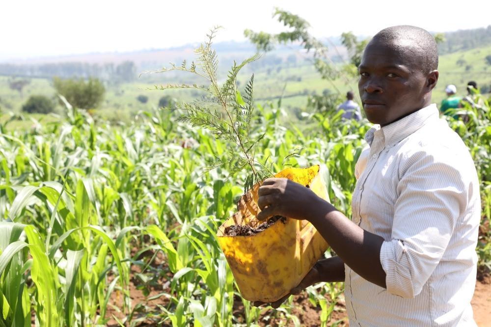Climate resilience: East to get largest share of targeted 63m trees ...