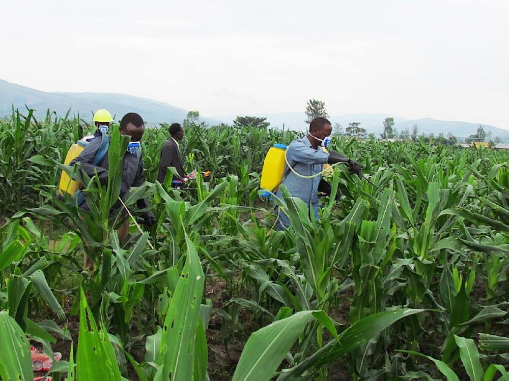 Govt launches campaign against fall armyworms - Rwanda