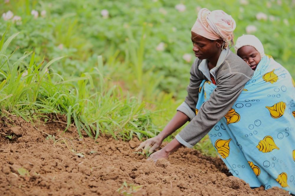 MuLaKiLa Project: Symphony of sustainability blossoms with 900,000 ...