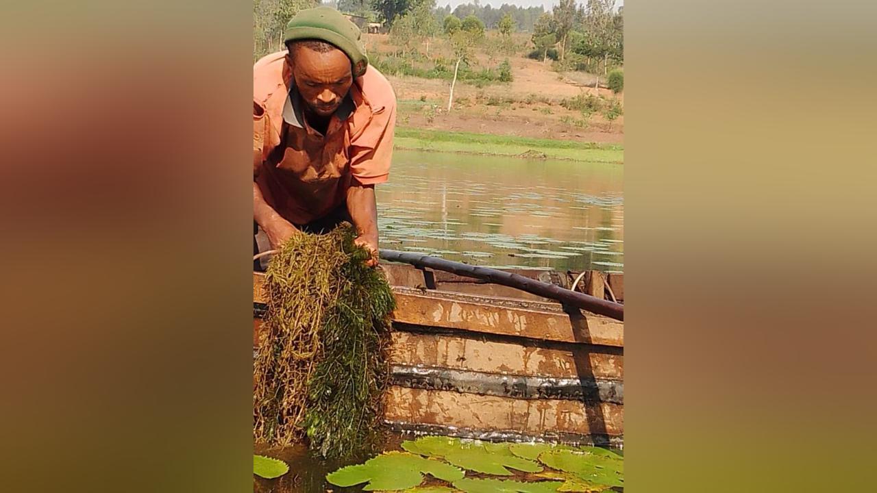Bugesera: Rice farmers troubled as harmful weed invades key water ...
