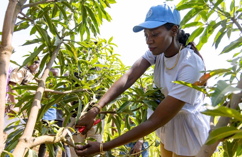 MINAGRI launches campaign to eradicate mango mealybugs - Rwanda