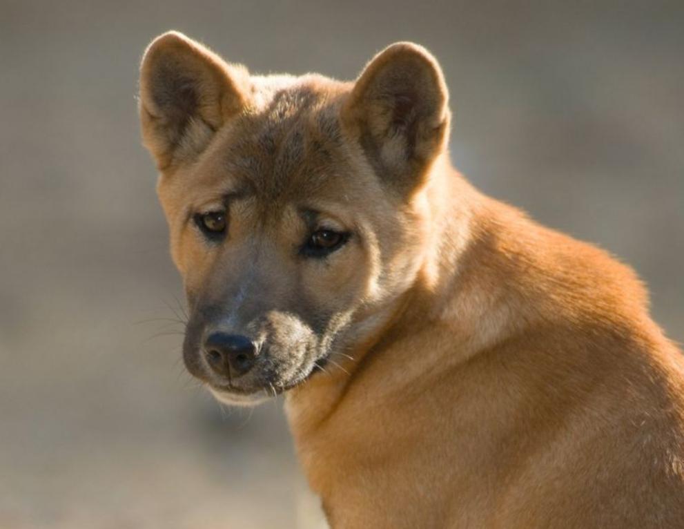 Man’s Best Friend: DNA Evidence Shows Dogs Are Humans' Oldest ...