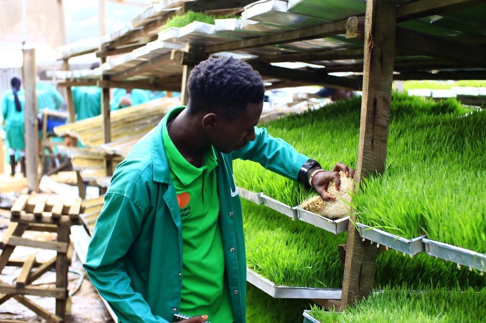 Rwanda banks on ‘hydroponic fodder’ tech to boost milk production - Rwanda