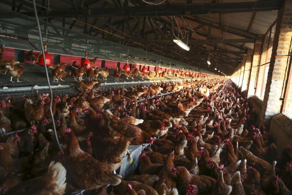 Local chick firms ramp up production as demand soars - Rwanda