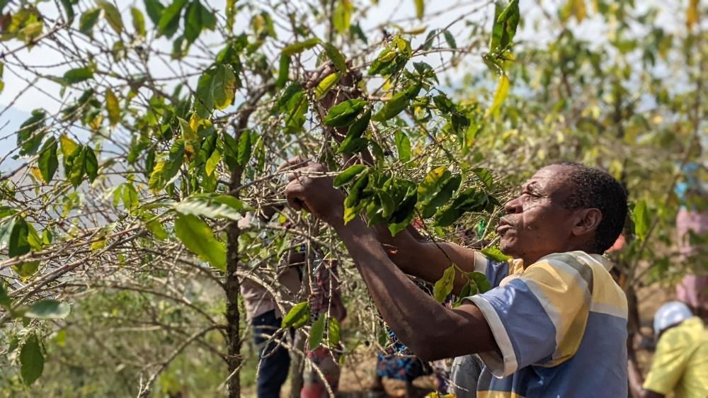 Rwanda moves to replace aging coffee trees, boost production - Rwanda