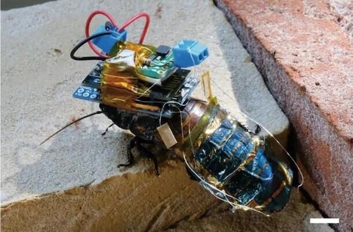 Scientists Create Cyborg Cockroach for Rescue Ops - Rwanda