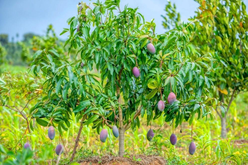 Kayonza: How irrigated fruit farming transformed livelihoods in a ...