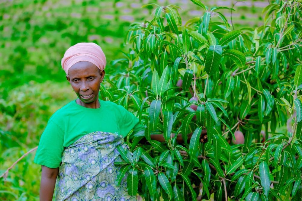Kayonza: How irrigated fruit farming transformed livelihoods in a ...