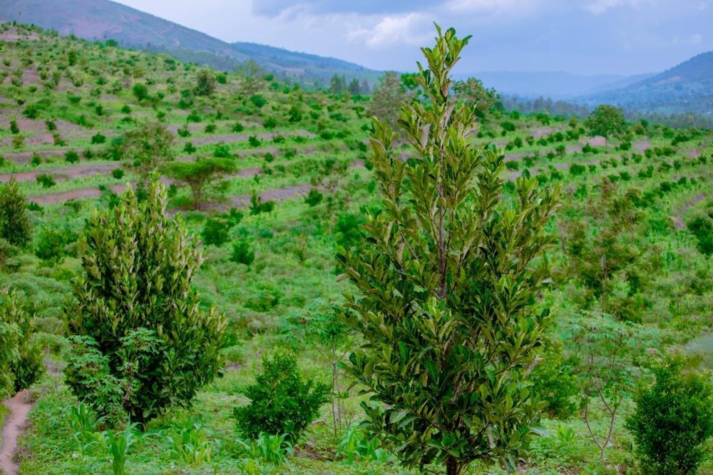 Kayonza: How irrigated fruit farming transformed livelihoods in a ...