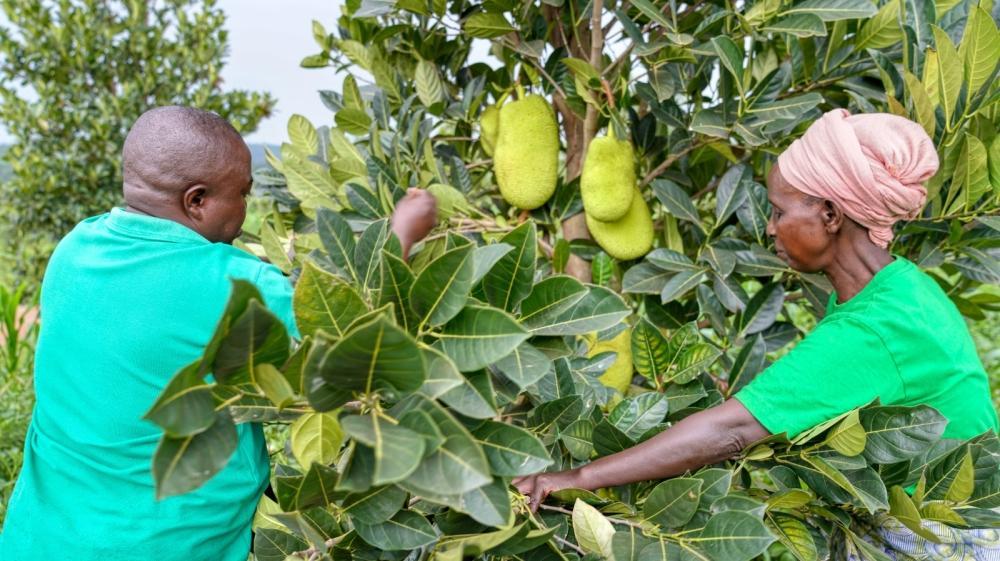 Kayonza: How irrigated fruit farming transformed livelihoods in a ...