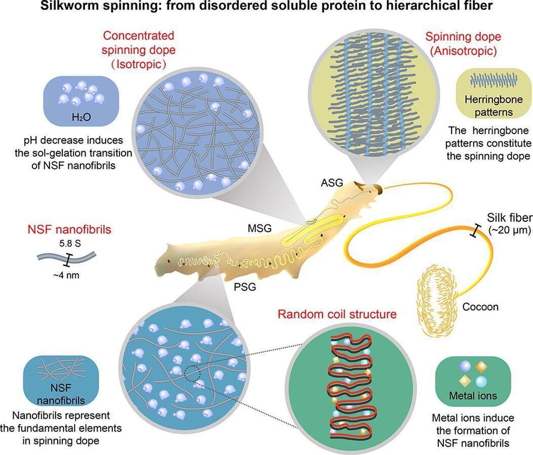 What is the Secret of Silk's Natural Strength? - Rwanda