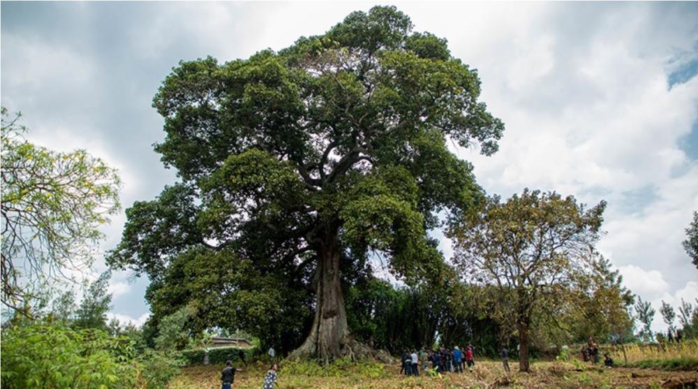 Why Rwanda is set to map endangered ‘legacy trees’ - Rwanda