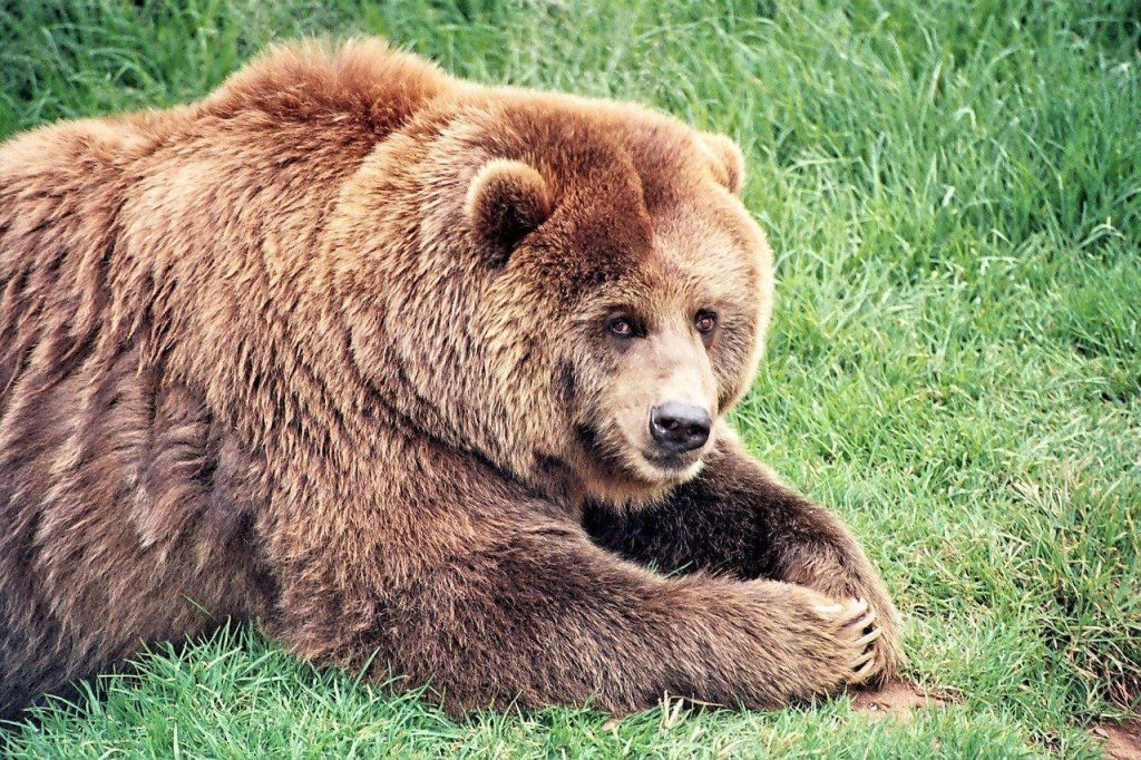 Hibernating Grizzlies and Their Role in Preventing Clots - Rwanda