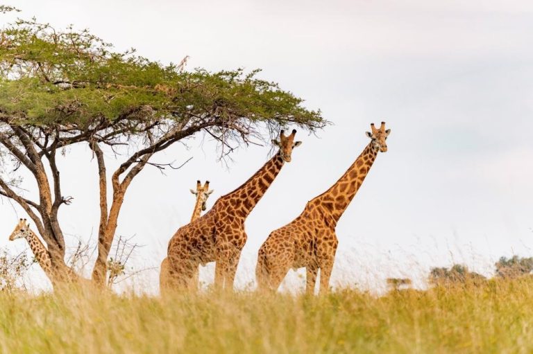 Akagera National Park Among Top 25 Destinations for 2026 - Rwanda